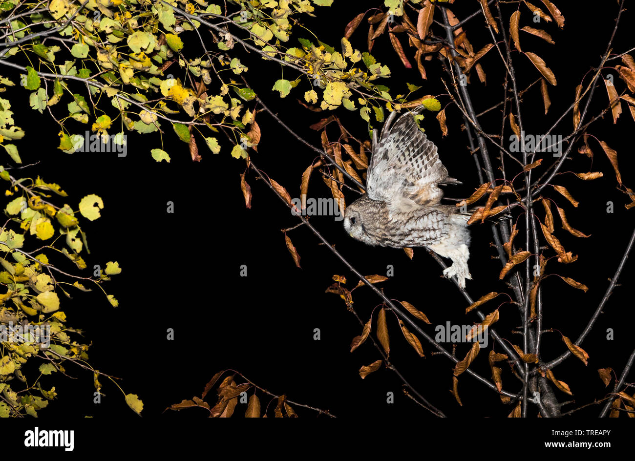 Eurasian tawny owl (Strix aluco), in flight at night, Italy Stock Photo ...