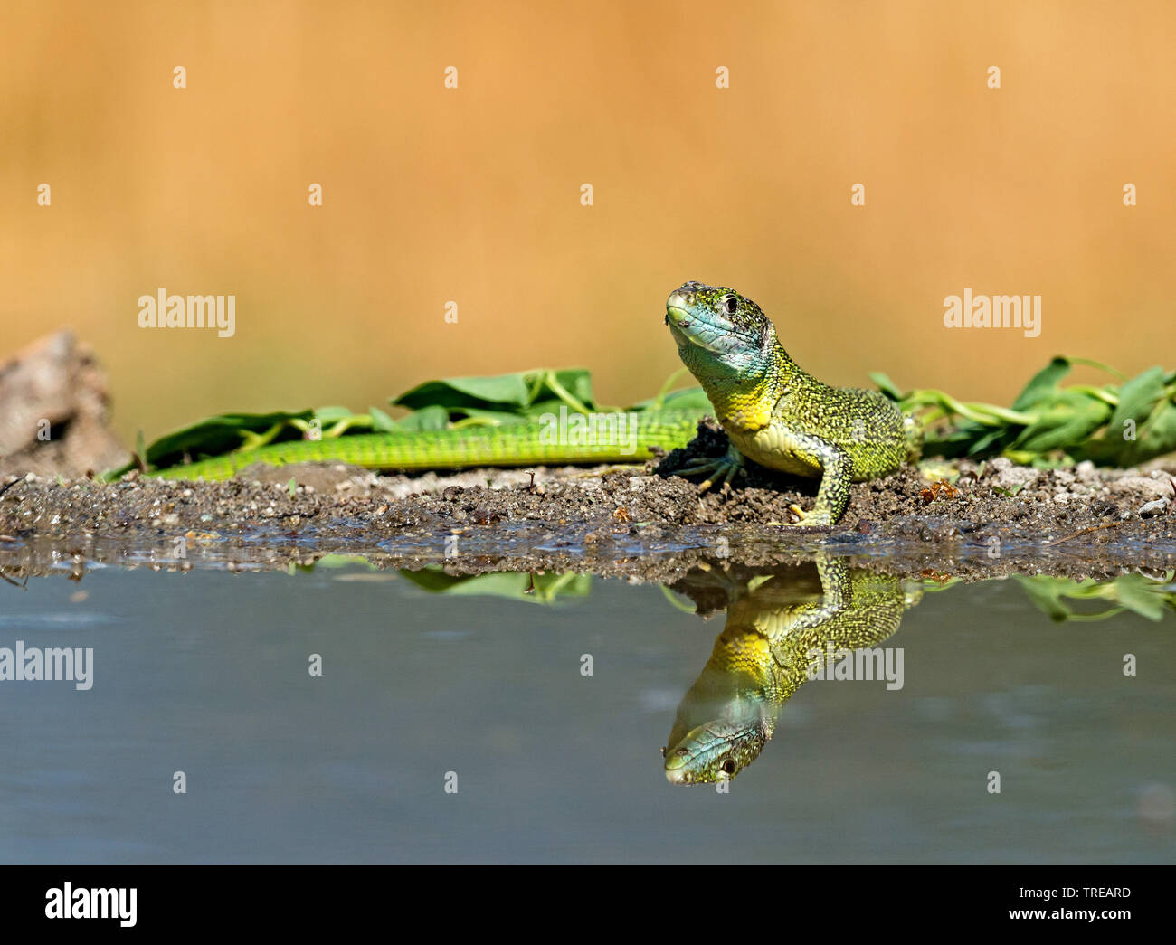 Western Green Lizard, European Green Lizard (Lacerta bilineata, Lacerta ...
