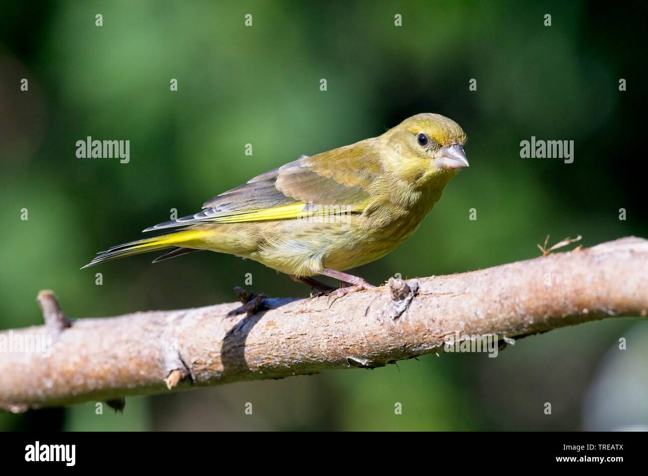 Green finches hi-res stock photography and images - Alamy