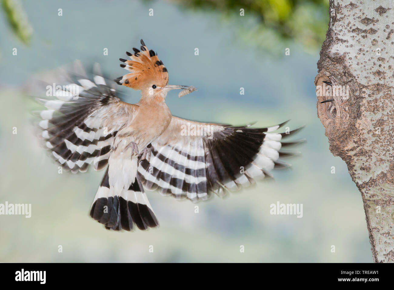 Adult bird feeding young bird in breeding cave hi-res stock photography ...