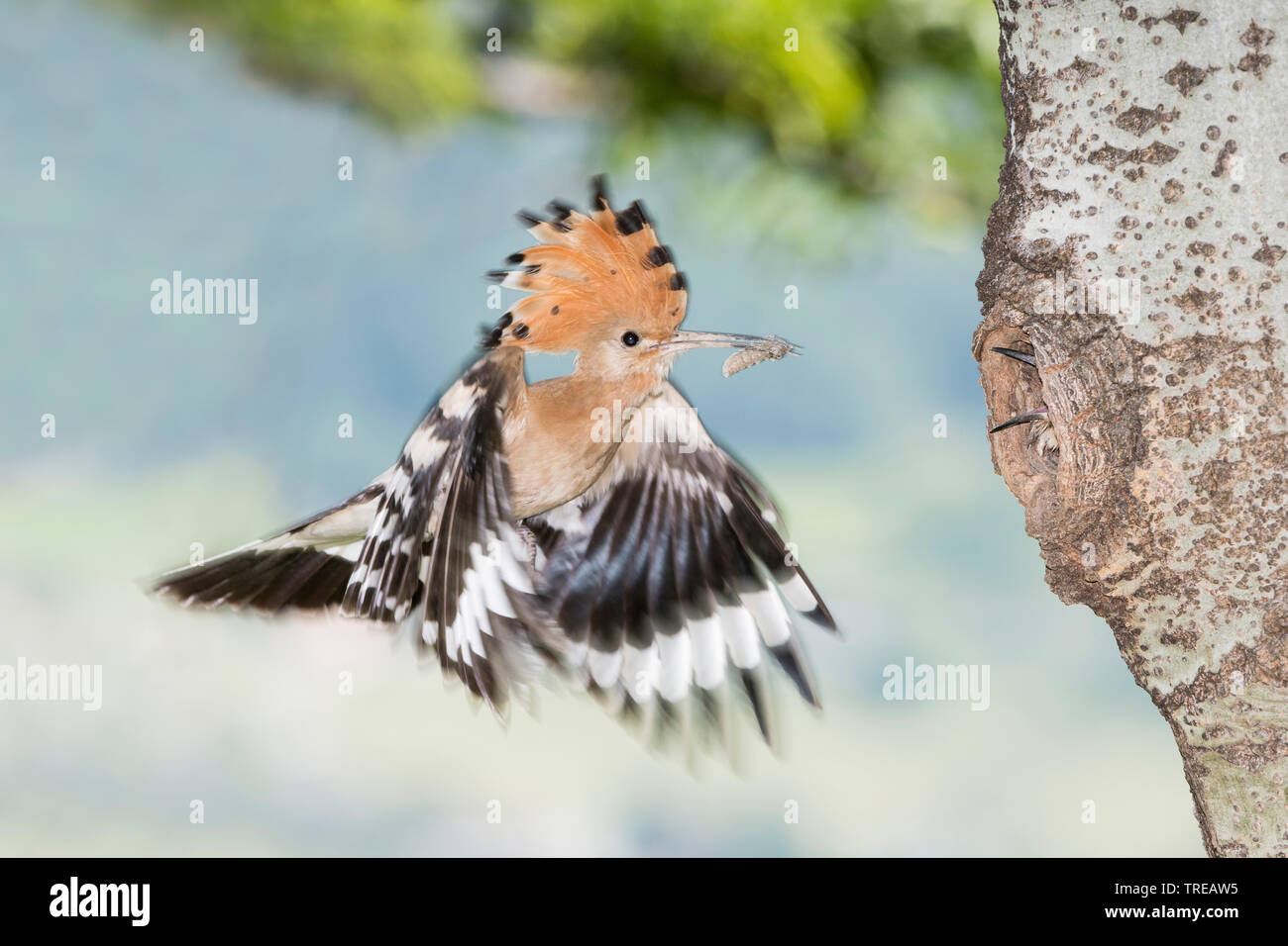 hoopoe (Upupa epops), adult feeds squeaker in the breeding cave, Italy ...