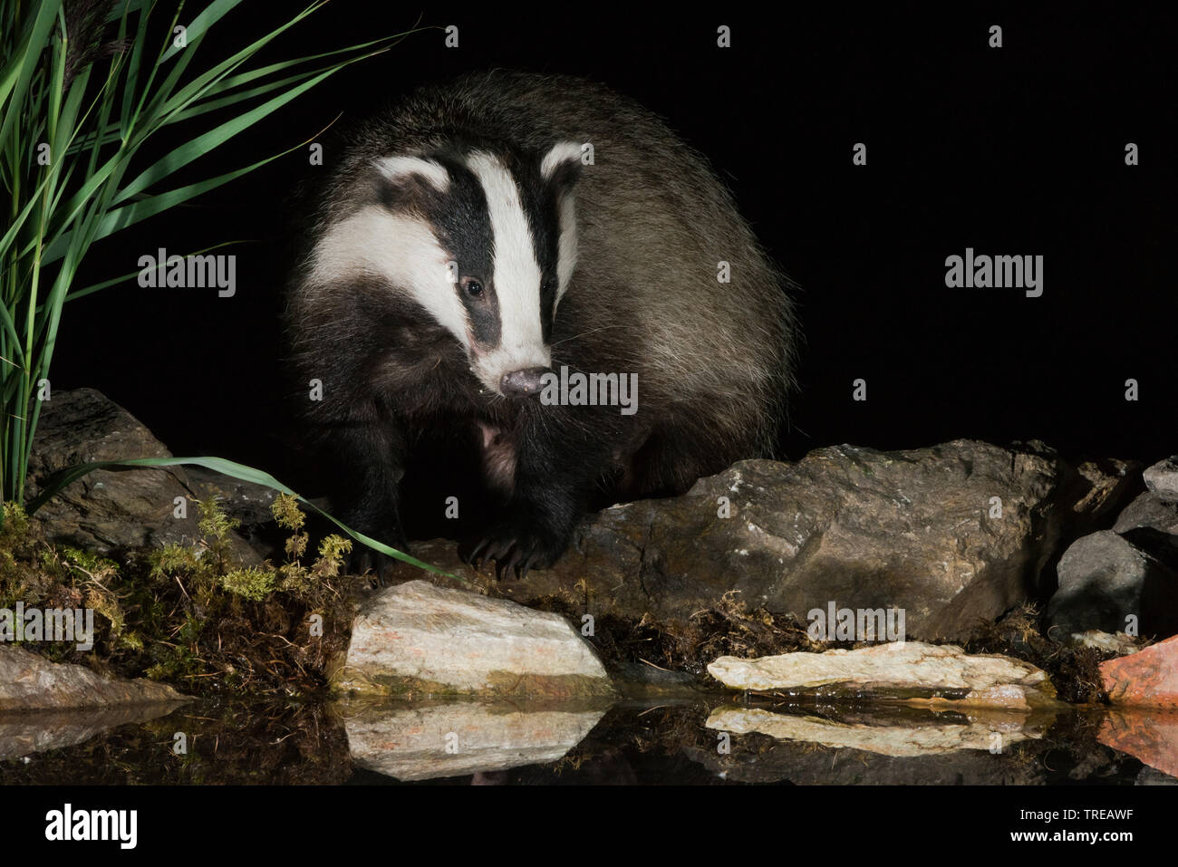 Old World badger, Eurasian badger (Meles meles), at the waterfront ...