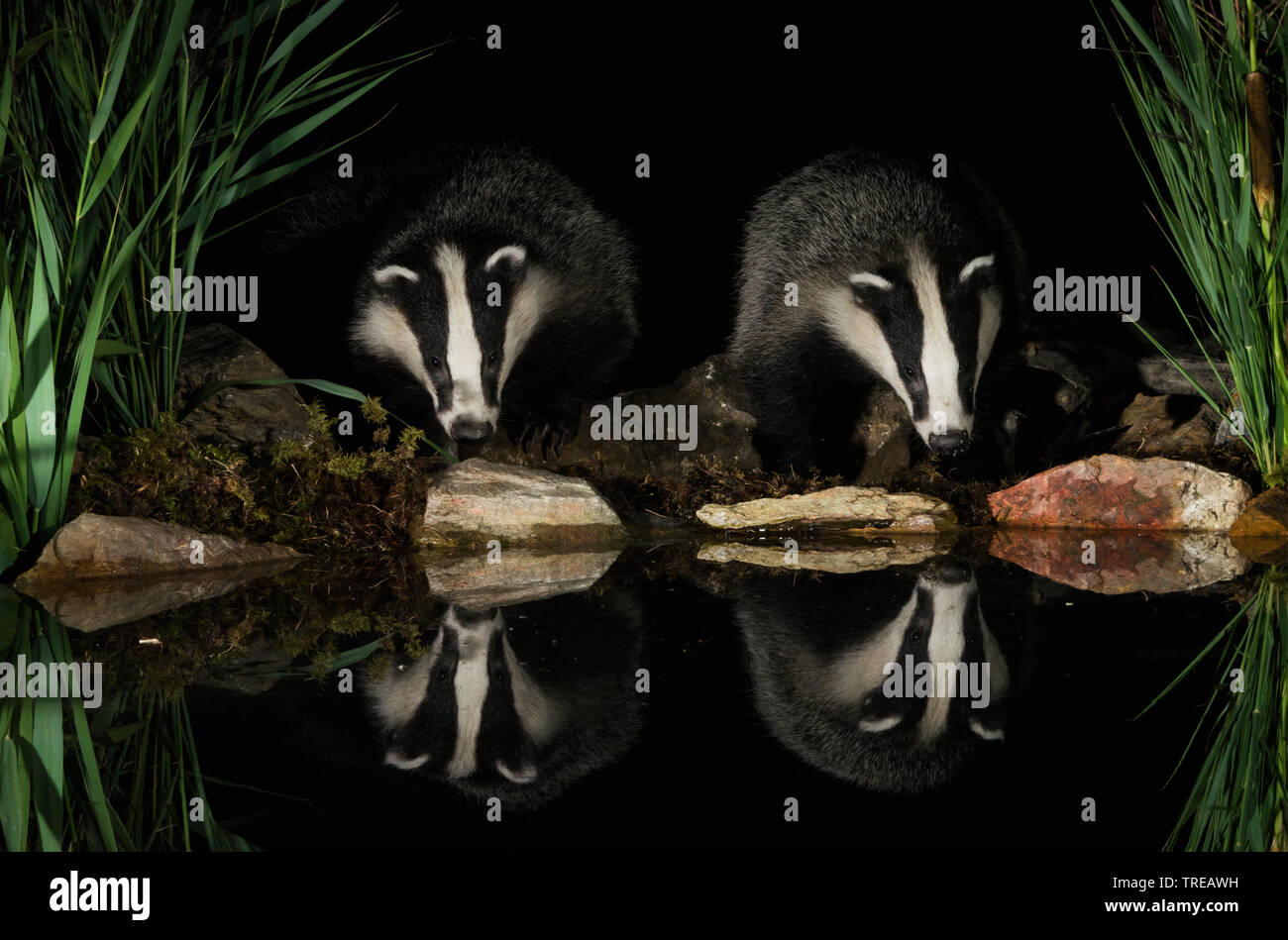 Old World badger, Eurasian badger (Meles meles), two badgers at the ...