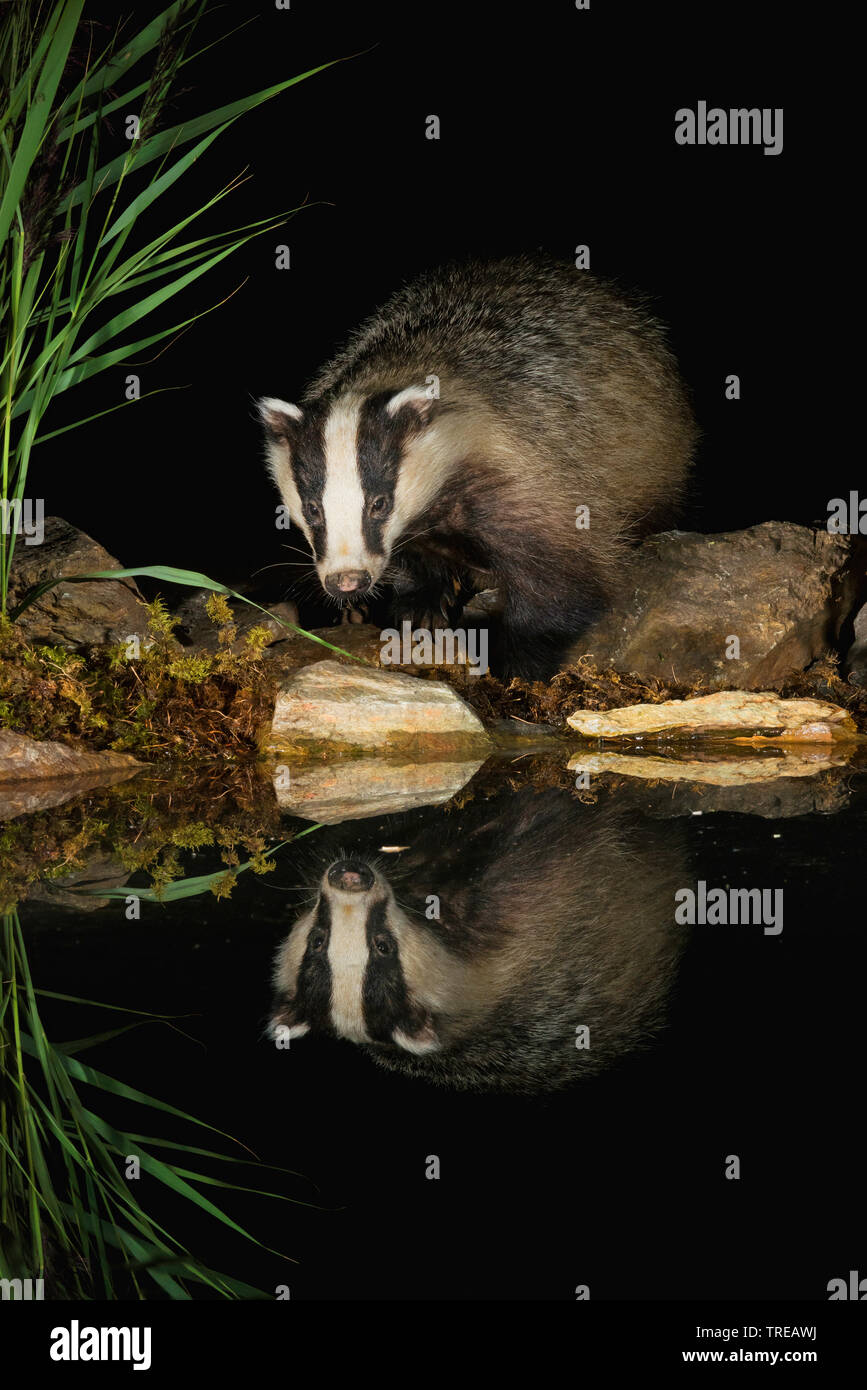 Old World badger, Eurasian badger (Meles meles), at the waterfront ...