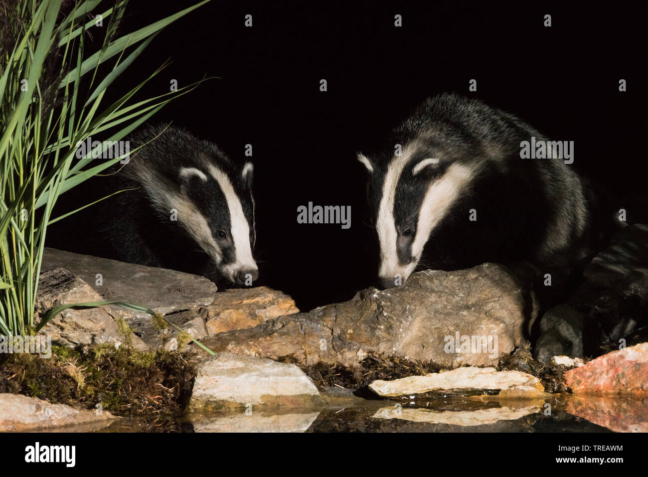 Old World badger, Eurasian badger (Meles meles), two badgers at the ...