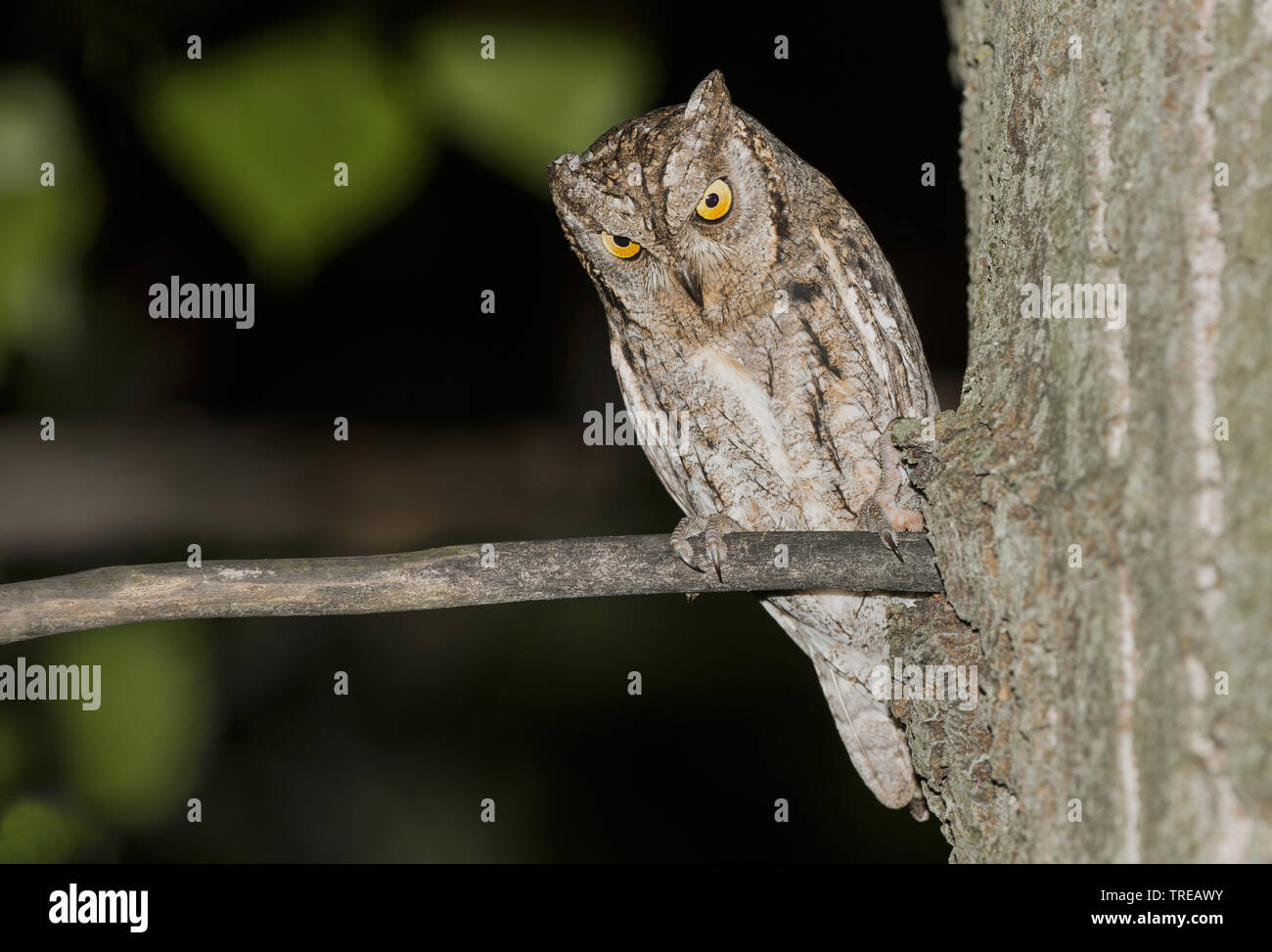 Eurasian scops owl (Otus scops), on a tree at night, Italy Stock Photo ...