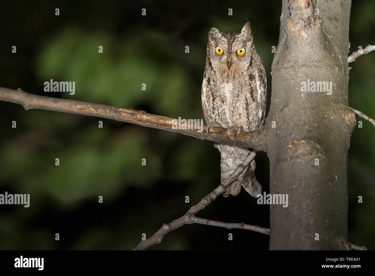 Owl At Night High Resolution Stock Photography and Images - Alamy