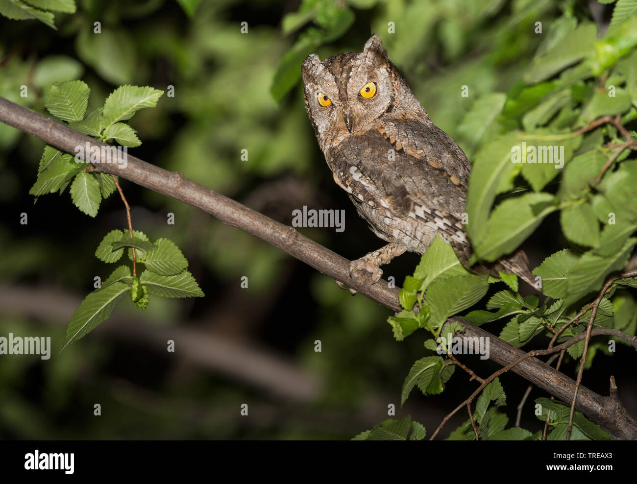 Eurasian scops owl (Otus scops), on a tree at night, Italy Stock Photo ...