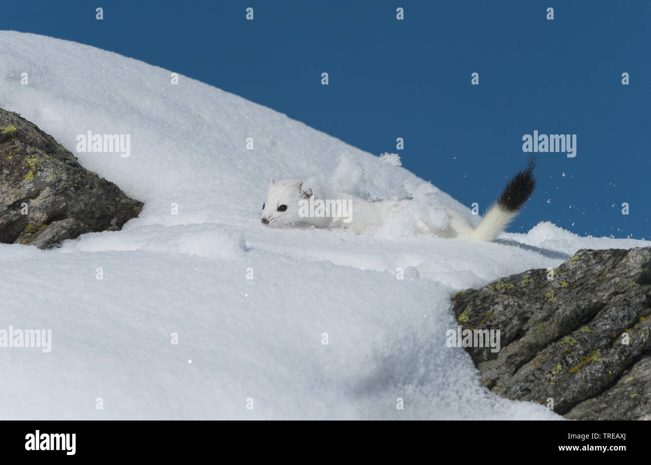 Ermine, Stoat, Short-tailed weasel (Mustela erminea), in the snow ...
