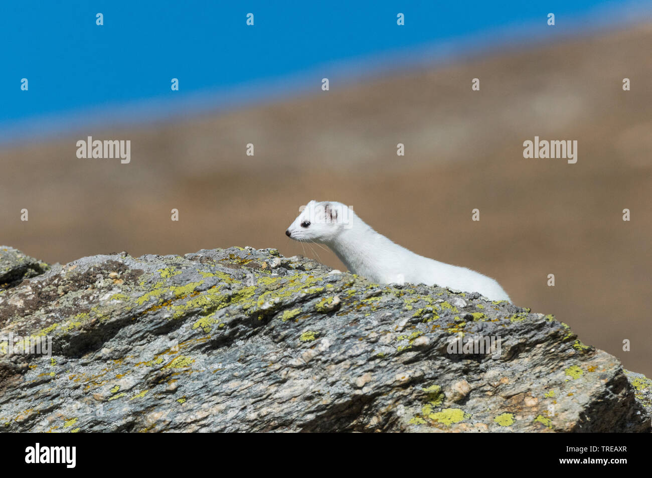 Fur on lichens hi-res stock photography and images - Alamy