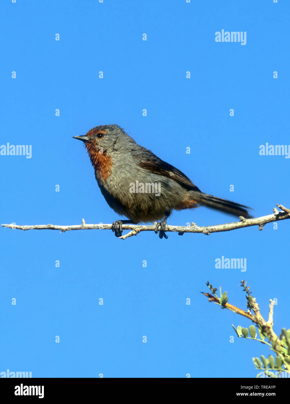 Tamarugo Conebill (Conirostrum tamarugense), on a branch, Brazil Stock ...