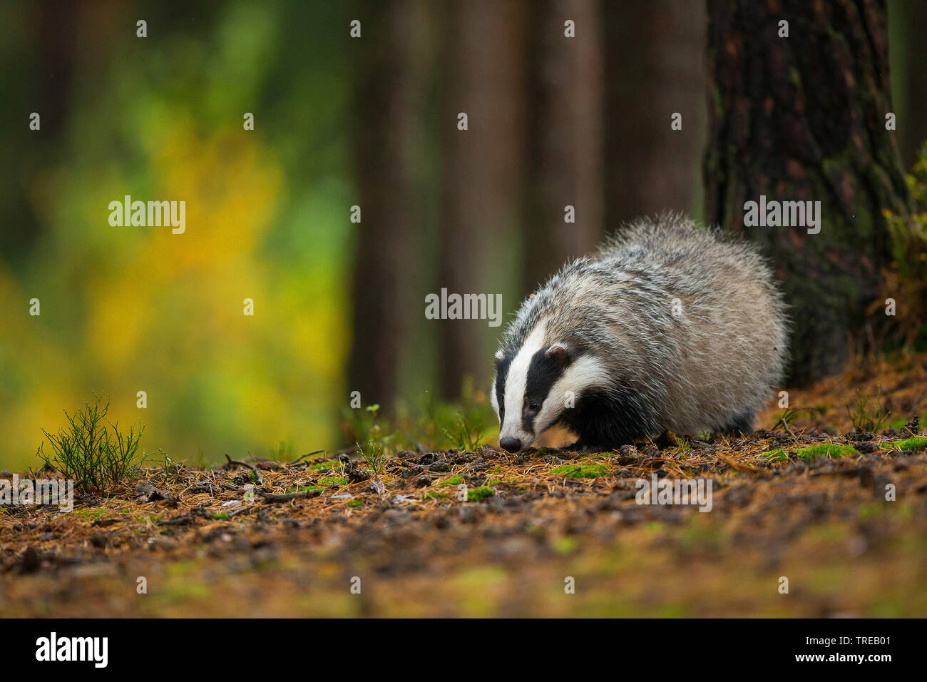 Old World badger, Eurasian badger (Meles meles), in forest, Czech ...