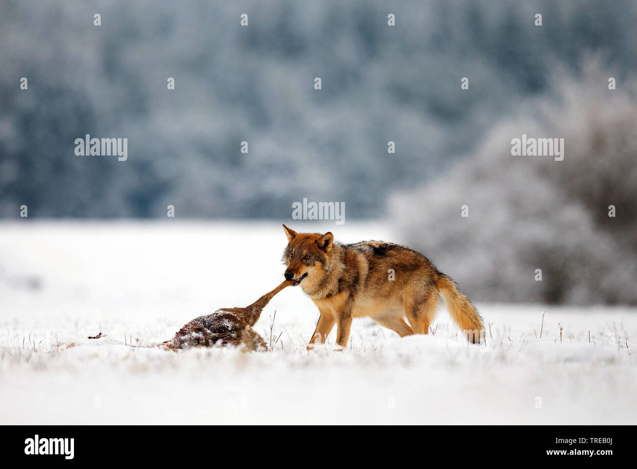 Gray wolf prey hi-res stock photography and images - Alamy