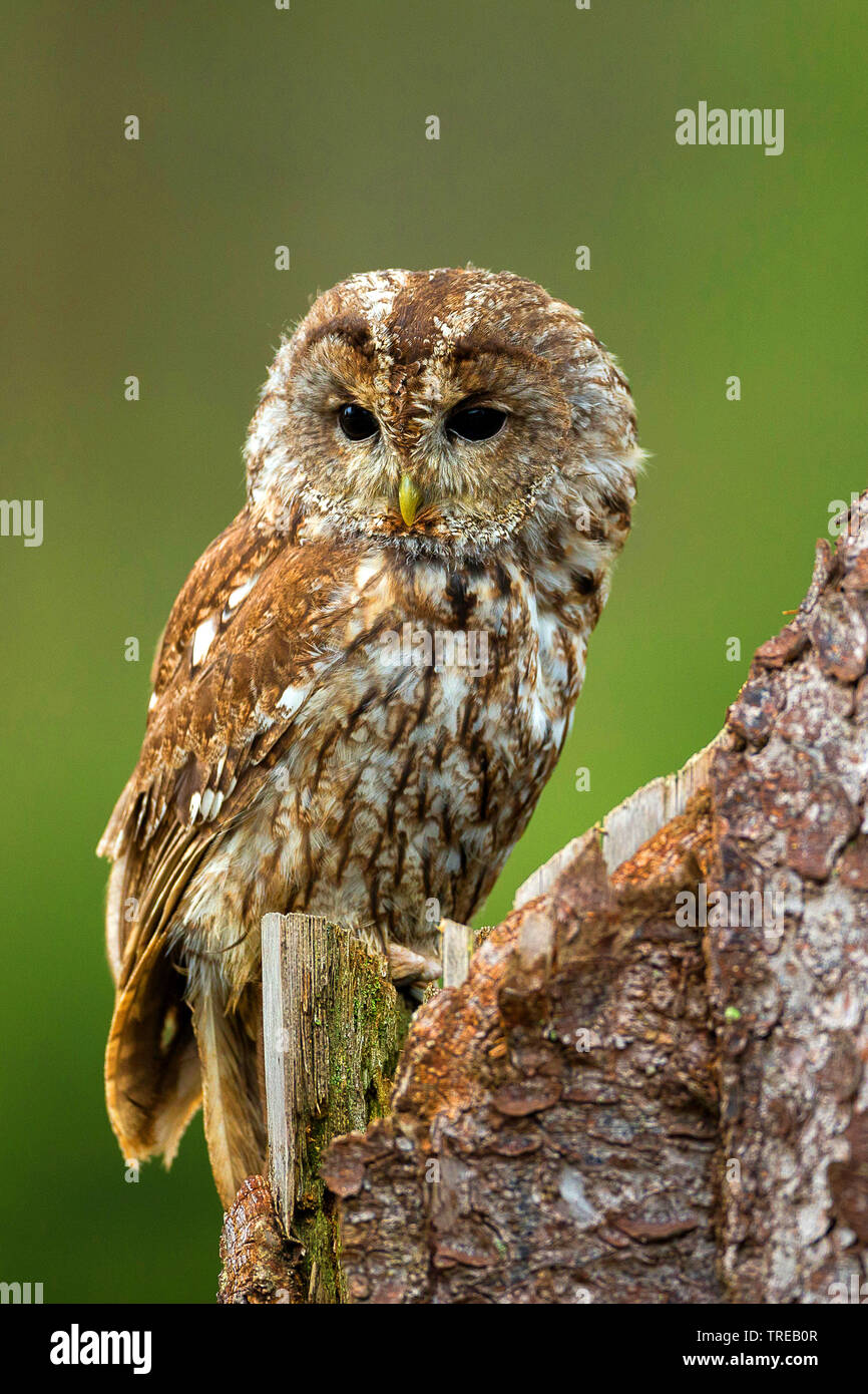 Eurasian tawny owl (Strix aluco), on a stump, Czech Republic Stock ...
