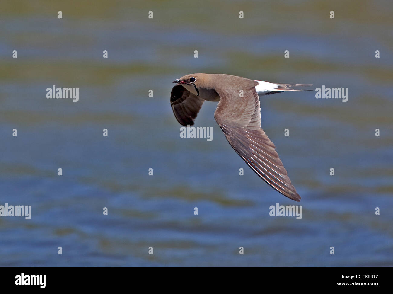 collared pratincole (Glareola pratincola), flying over water ...