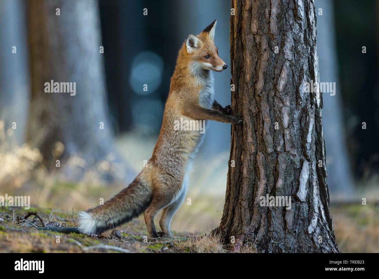 red fox (Vulpes vulpes), stands at a tree stem looking watchfully ...
