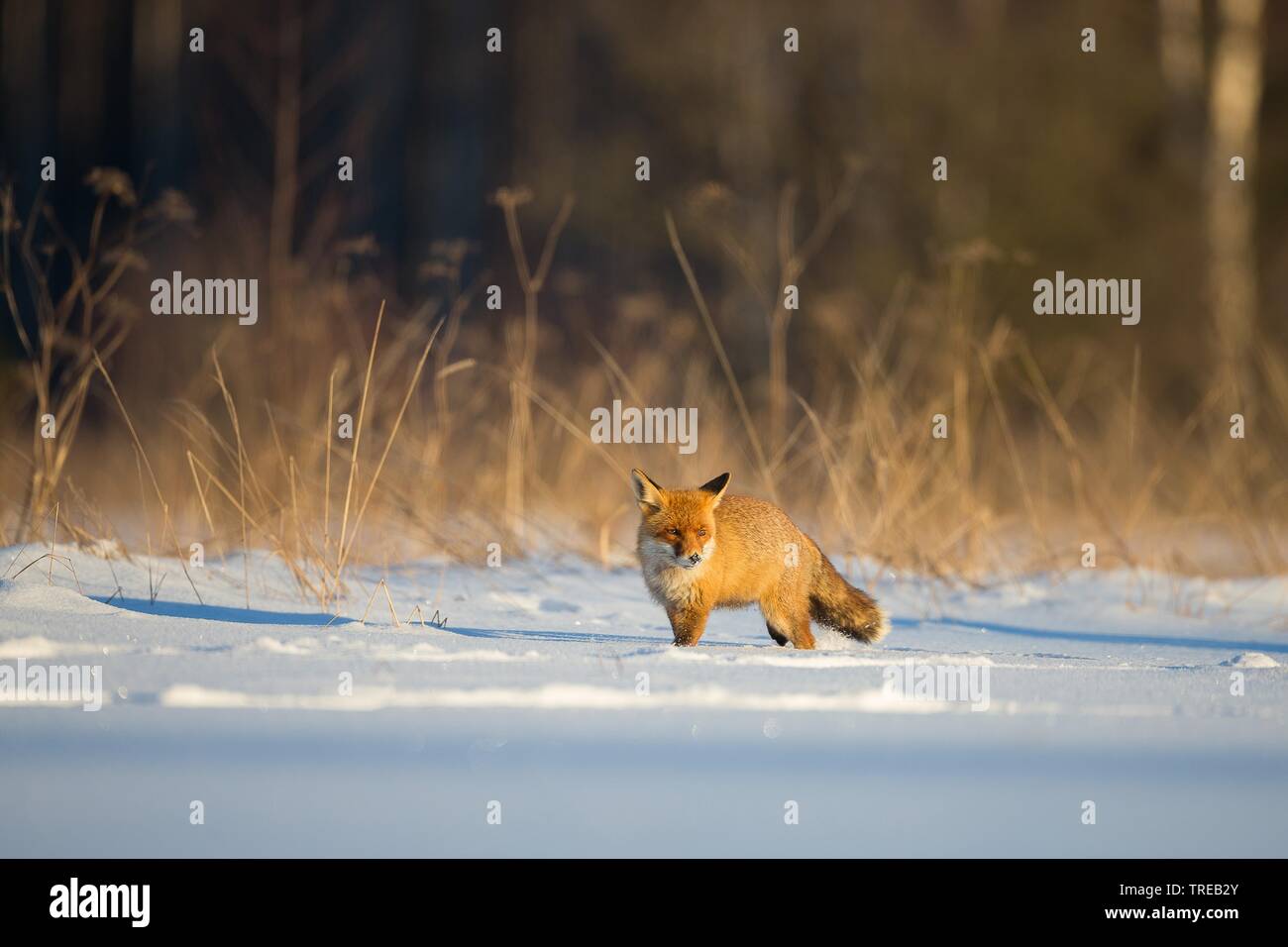 red fox (Vulpes vulpes), in snow at forest edge, Czech Republic Stock Photo - Alamy