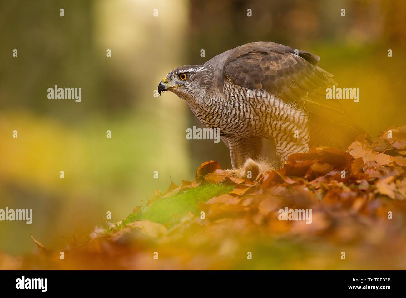 Bird behaviour prey goshawk hi-res stock photography and images - Alamy