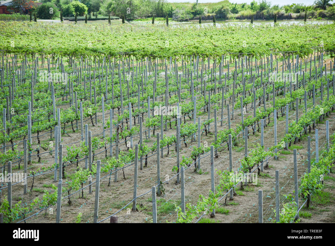 grape vine growing in the Vineyards planting farm agriculture Stock ...