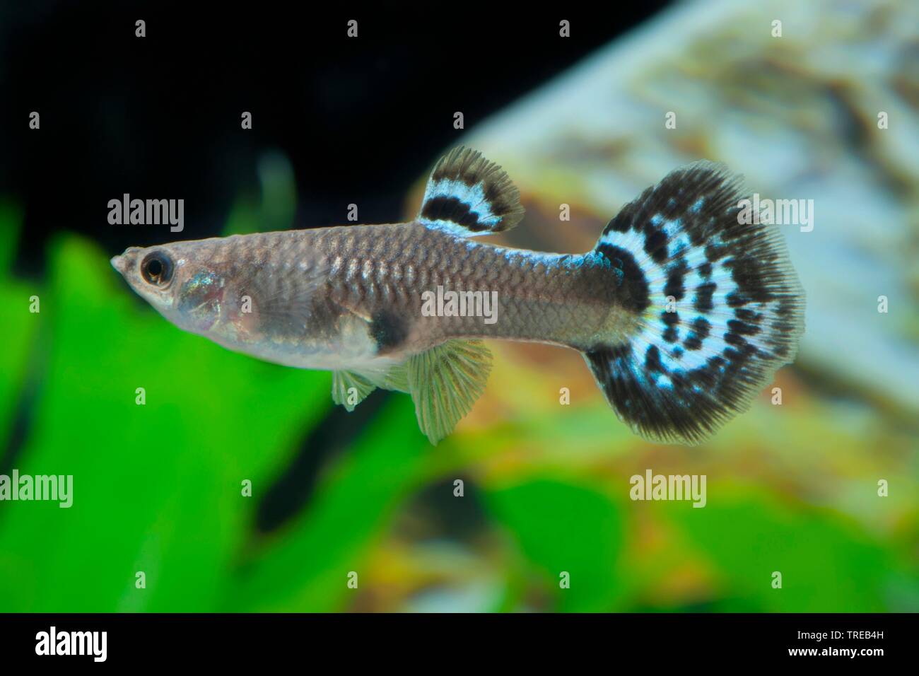 guppy (Poecilia reticulata, Lebistes reticulatus, Lebistes reticulata ...