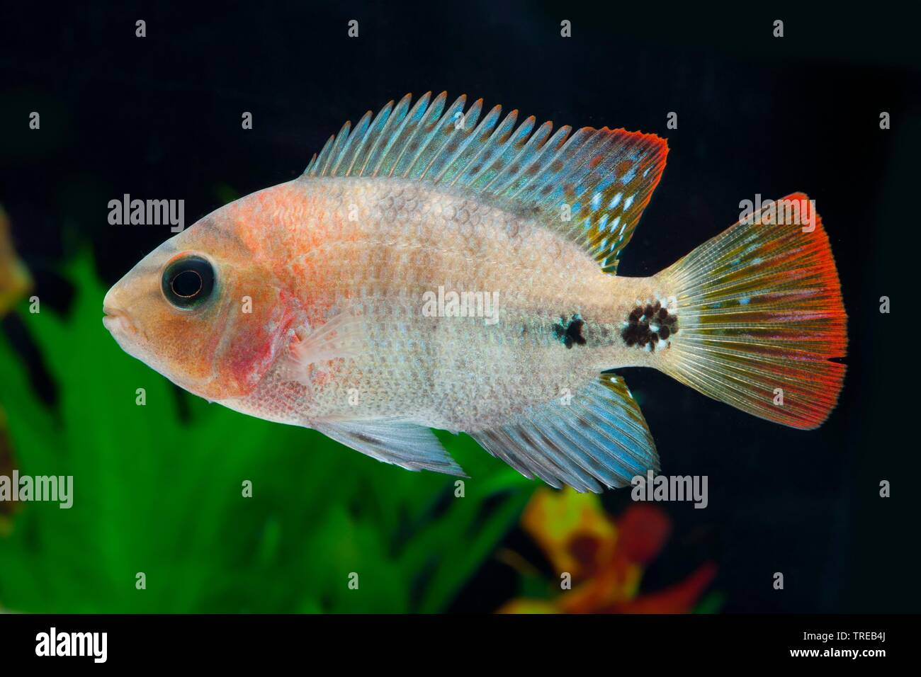 Redhead cichlid (Paraneetroplus melanurus), swimming, side view Stock ...