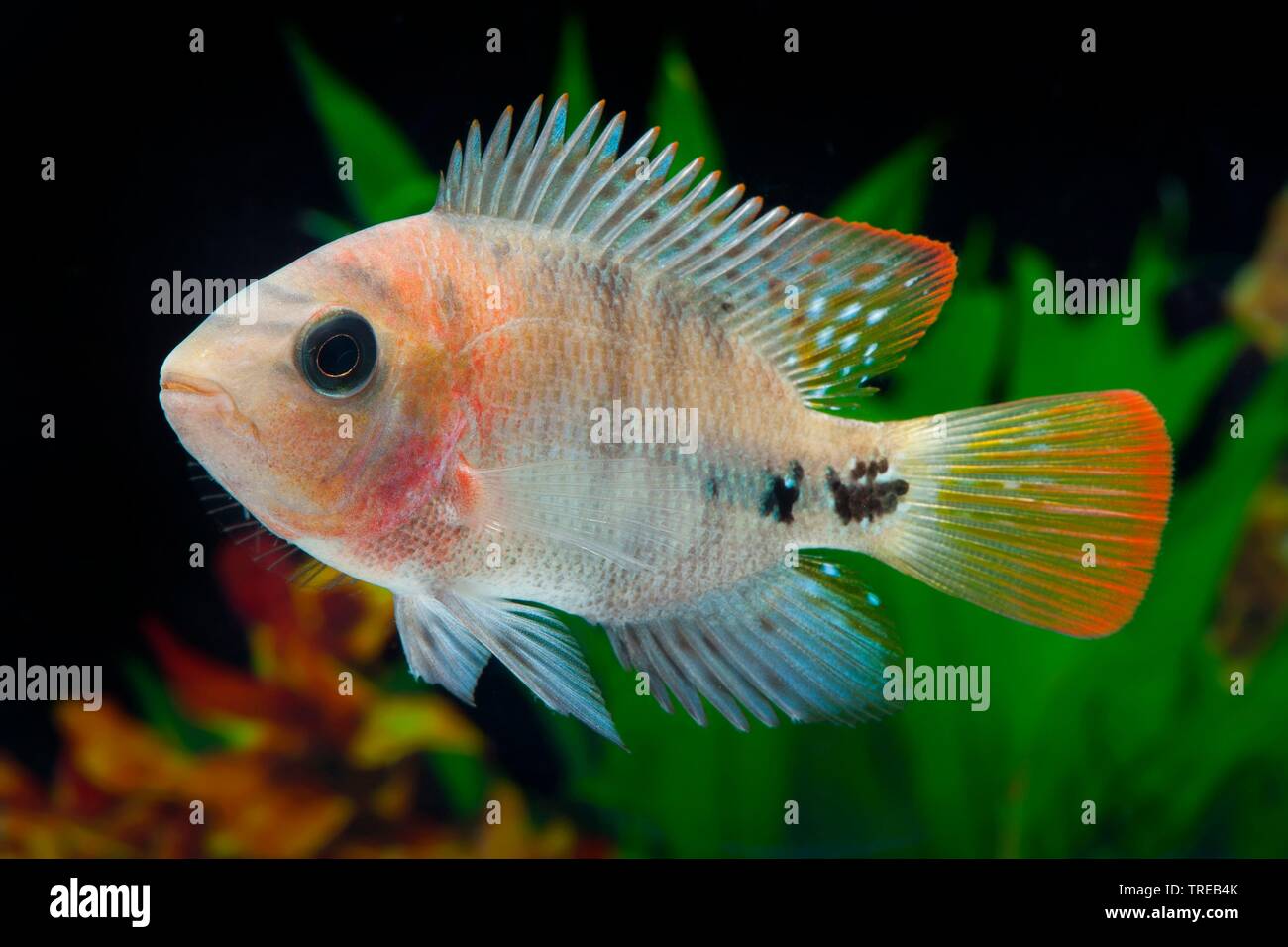 Redbreast Smiling Cichlid