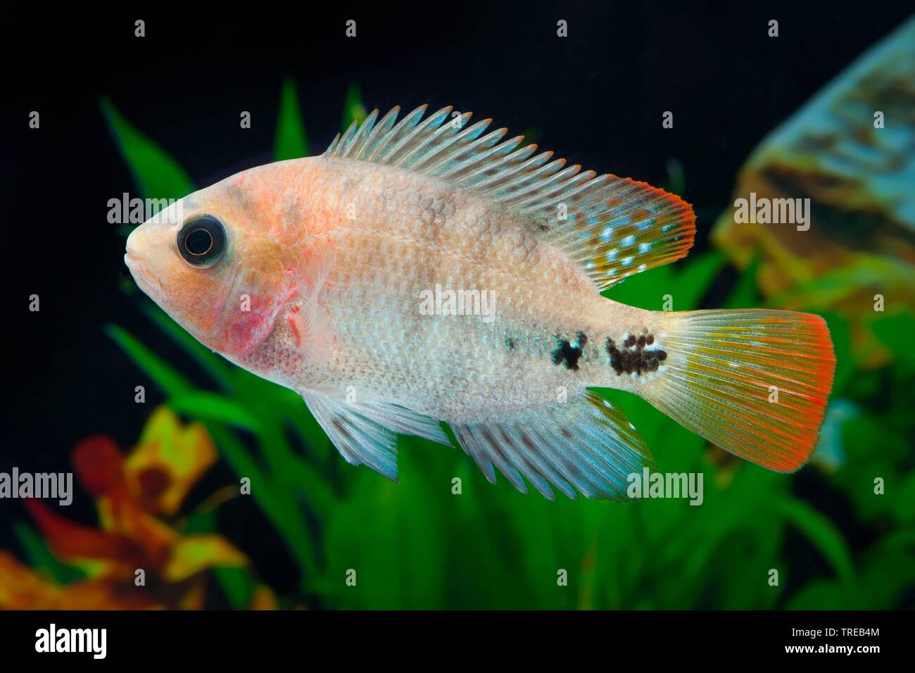 Redhead cichlid (Paraneetroplus melanurus), swimming, side view Stock ...