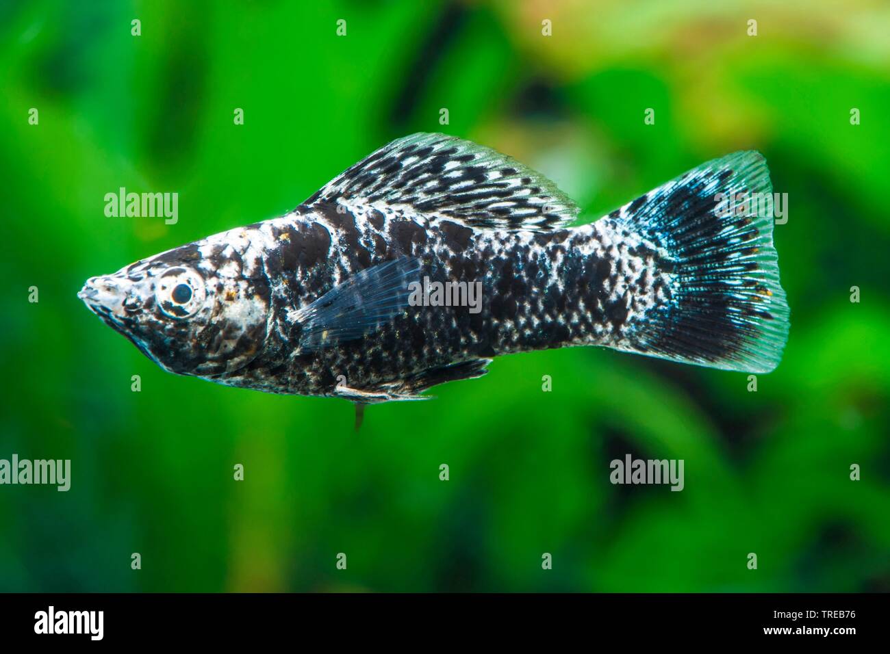 Liberty molly poecilia sphenops hi-res stock photography and images - Alamy