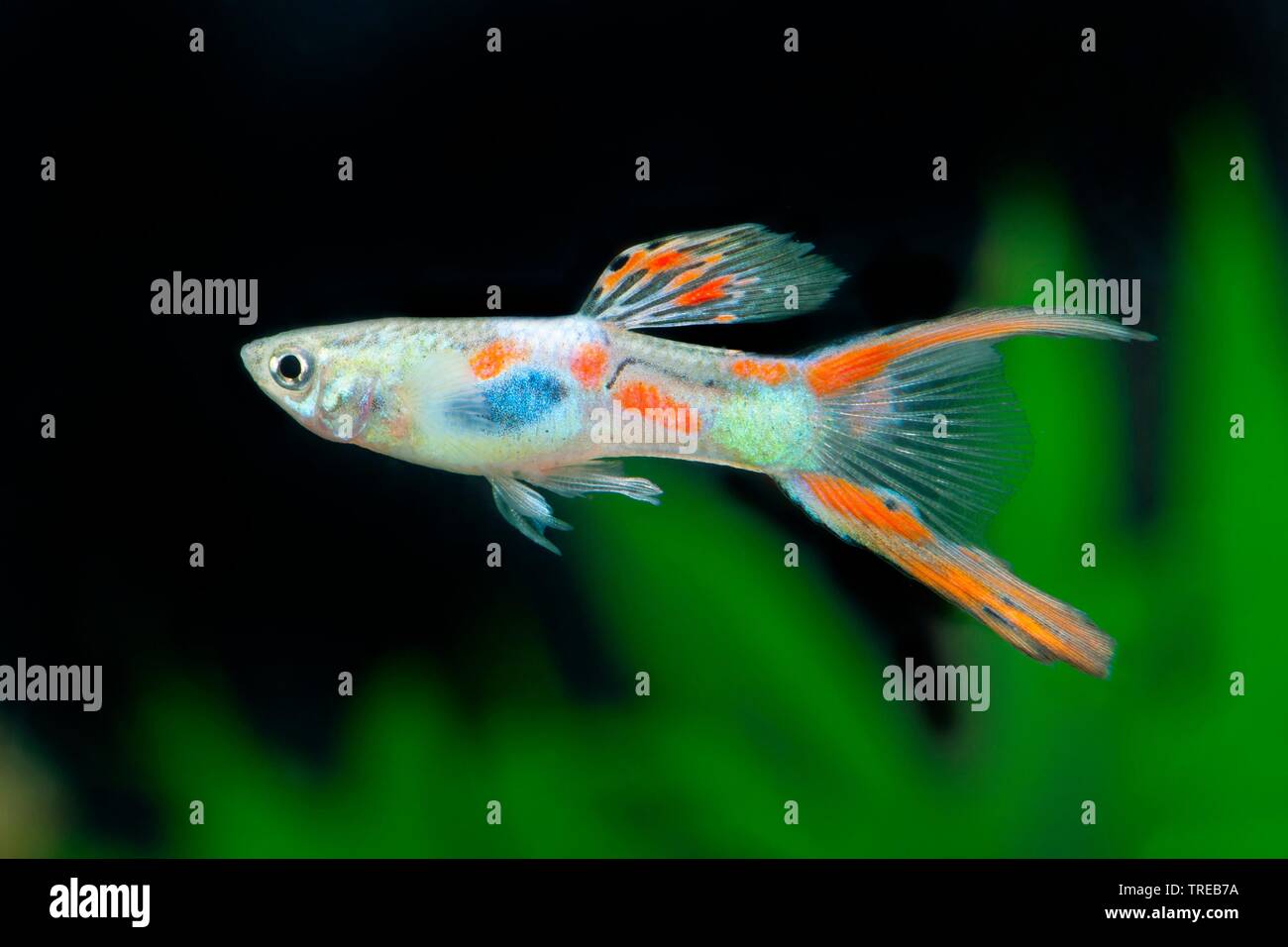 Female Endler Gold Guppy