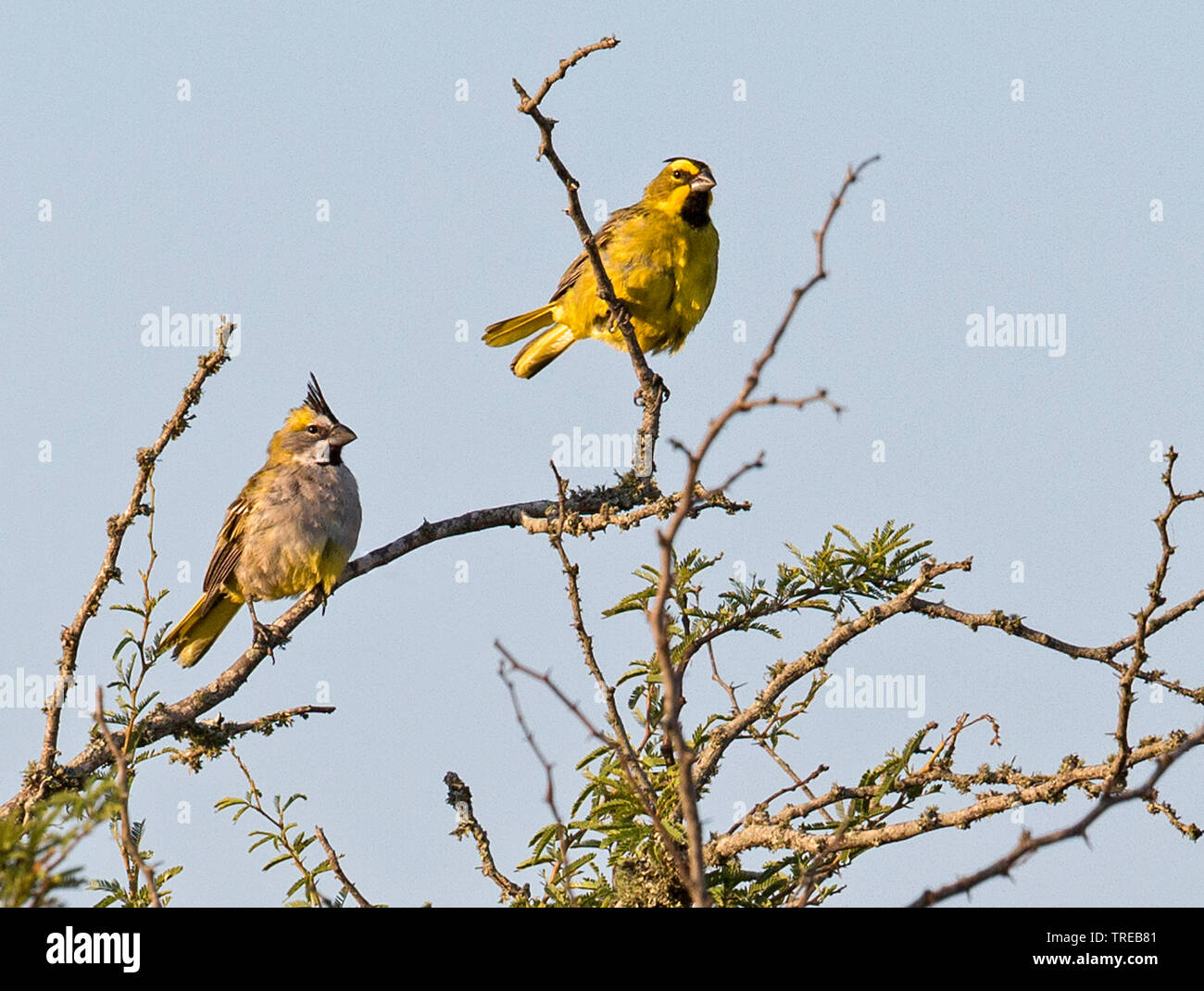 yellow cardinal (Gubernatrix cristata), sitting on a tree, Brazil Stock ...