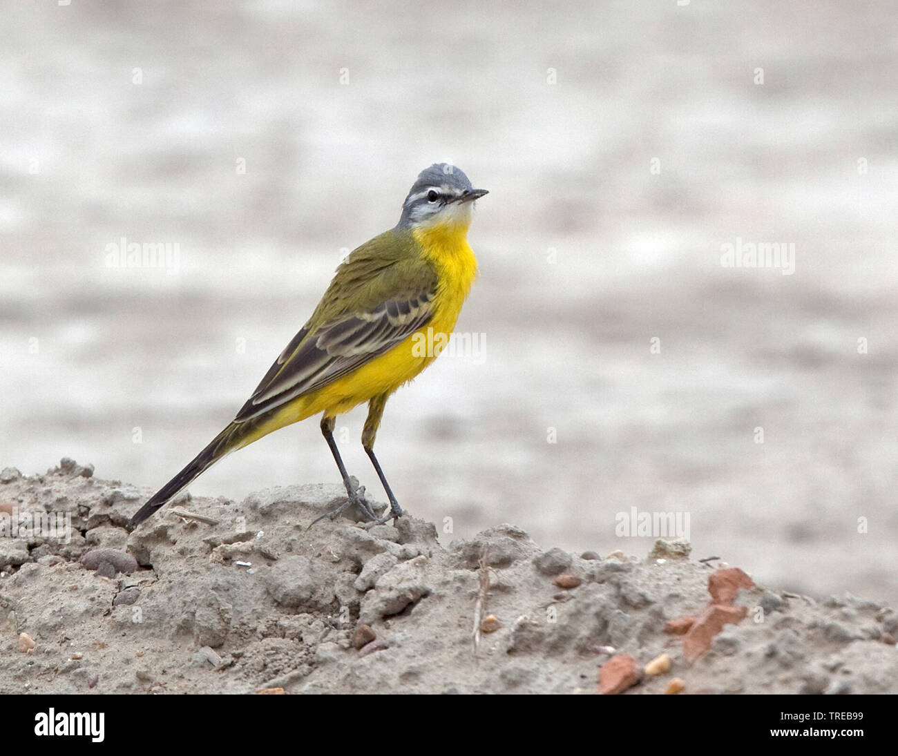 Ashy-headed Wagtail, Yellow wagtail (Motacilla flava cinereocapilla ...