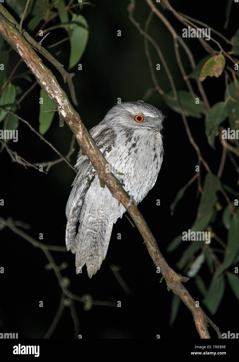 tawny frogmouth (Podargus strigoides), sits on a branch, Australia ...
