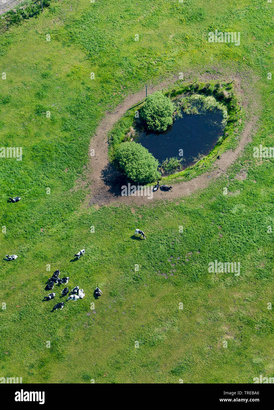 Cattle pond hi-res stock photography and images - Alamy