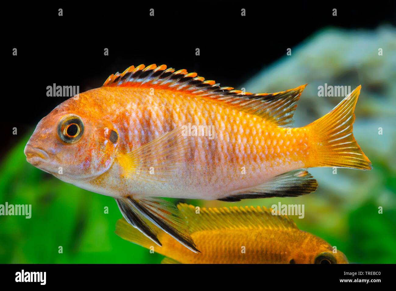golden tropheops (Pseudotropheus tropheops), breeding form Chilumba ...