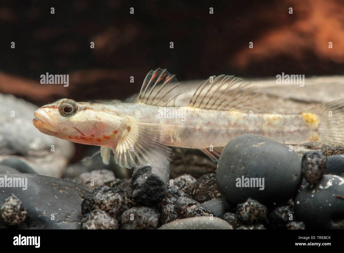 Stone as fish hi-res stock photography and images - Alamy