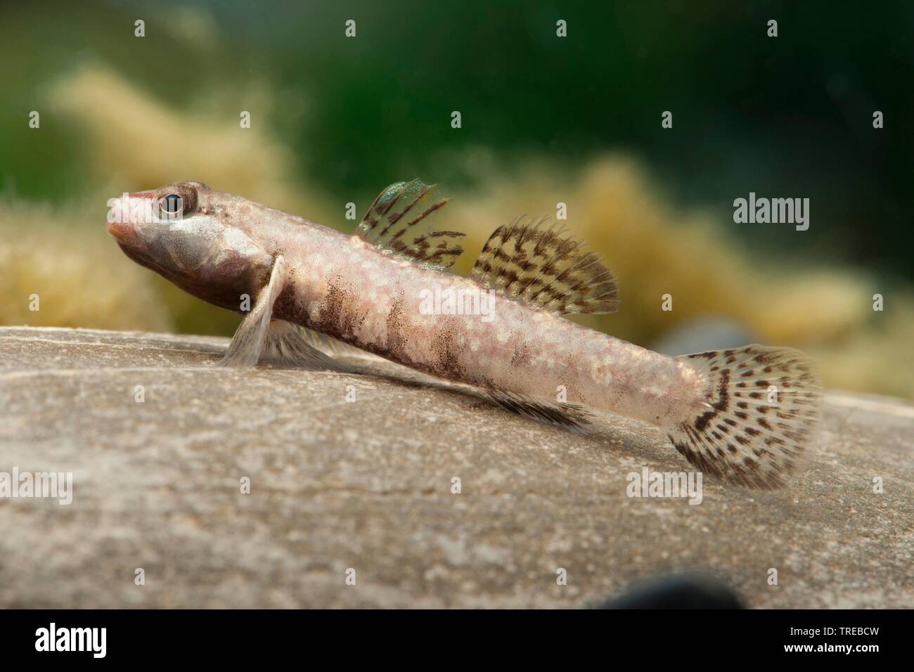 Stone as fish hi-res stock photography and images - Alamy