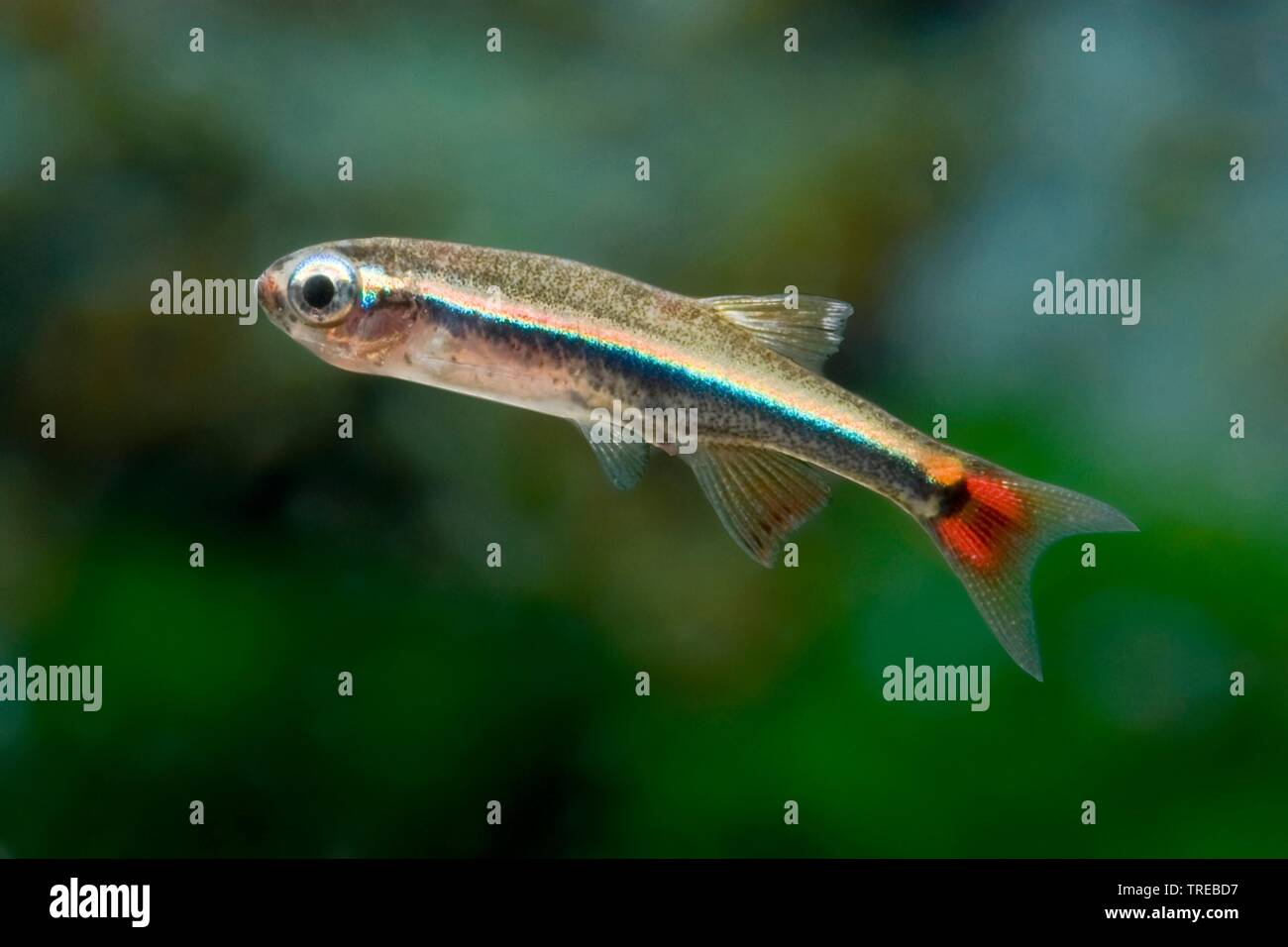 Dwarf Cardinal (Tanichthys micagemmae), swimming, side view Stock Photo ...