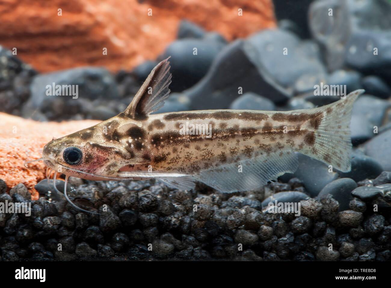 Woodcat (Trachelyichthys exilis), on the ground, side view Stock Photo ...
