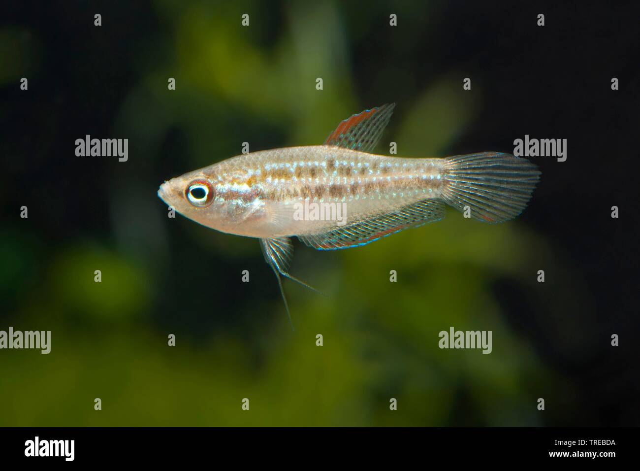 Pygmy Gourami (Trichopsis pumila), swimming, side view Stock Photo - Alamy