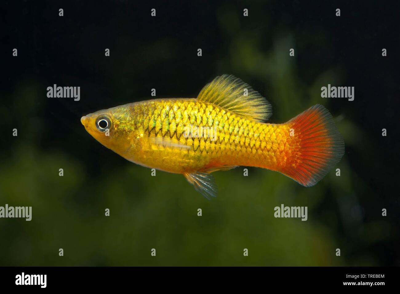 Variatus swordtail hi-res stock photography and images - Alamy