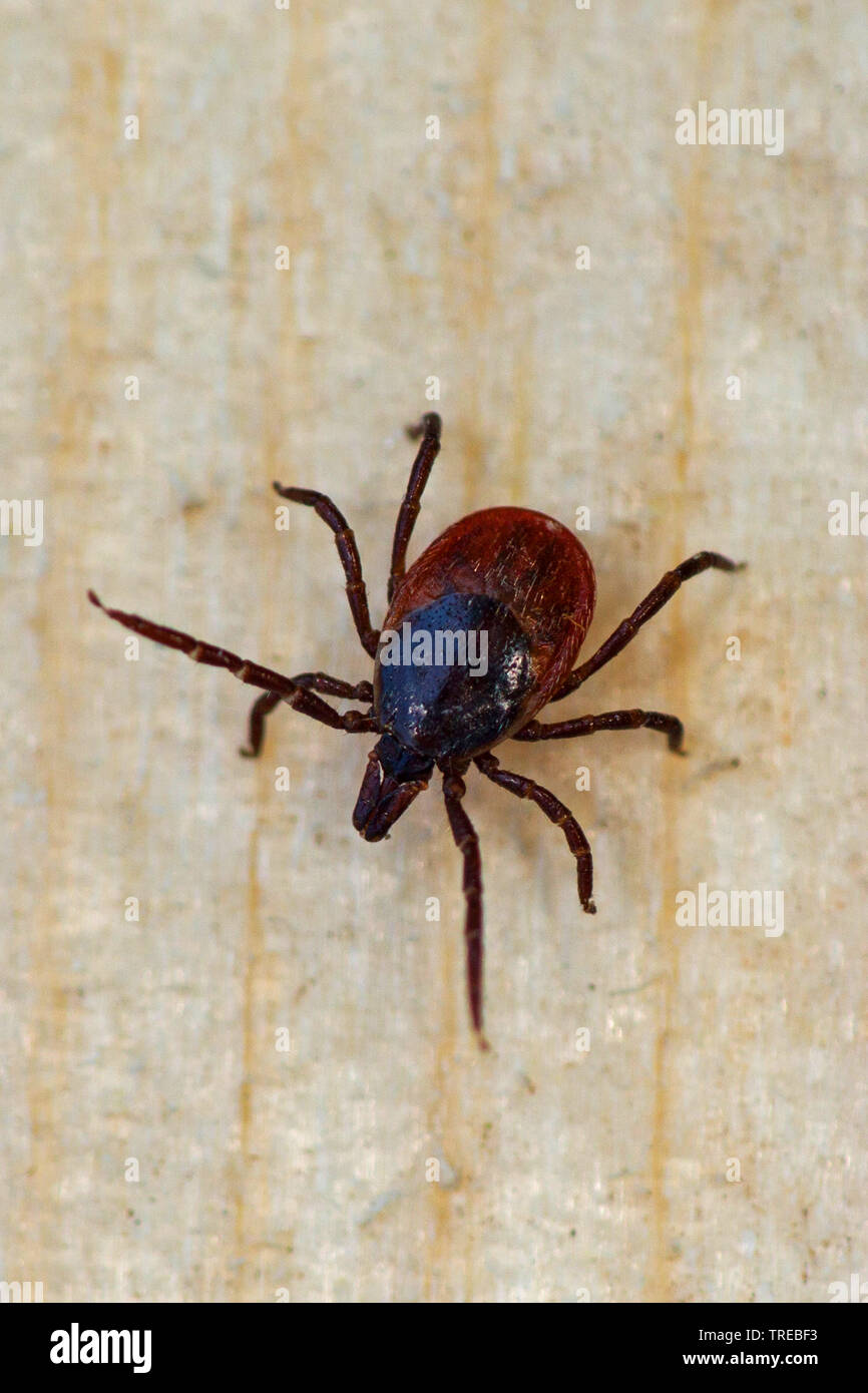 European castor bean tick, European sheep tick (Ixodes ricinus ...