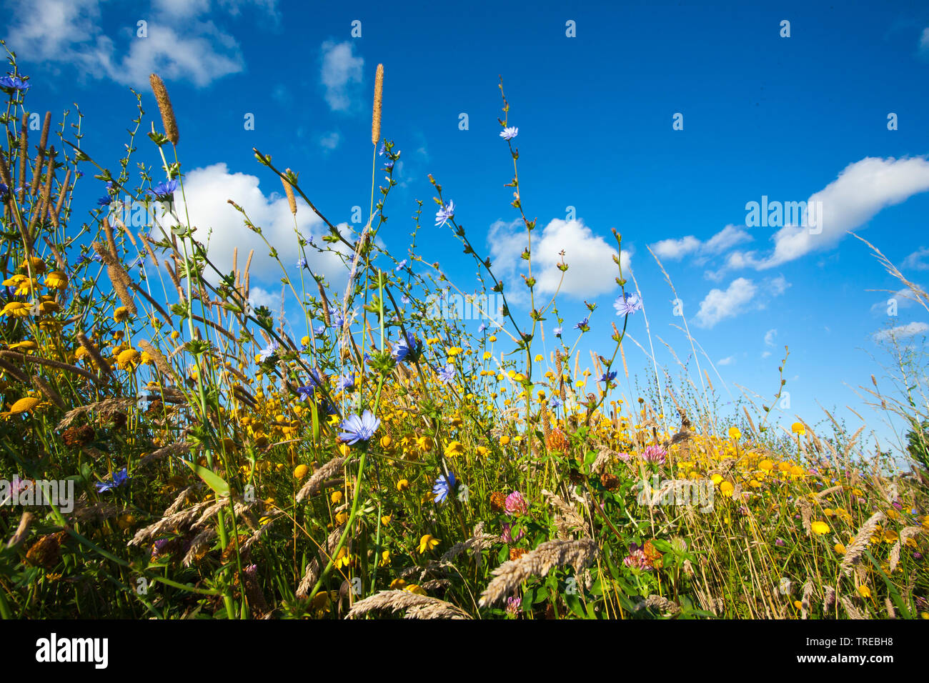 blue sailors, common chicory, wild succory (Cichorium intybus ...