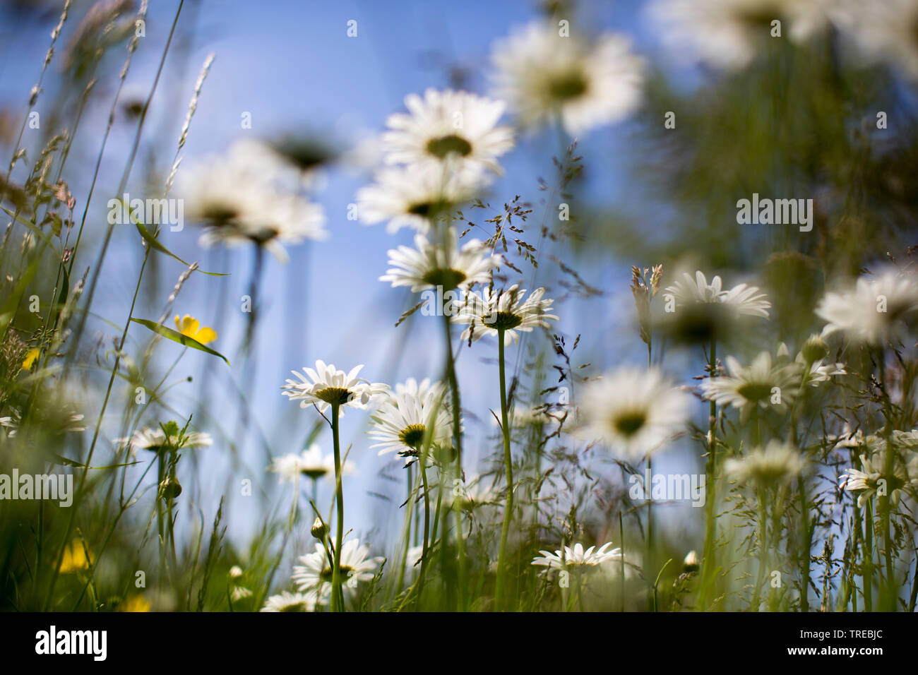 common daisy, lawn daisy, English daisy (Bellis perennis), from below ...