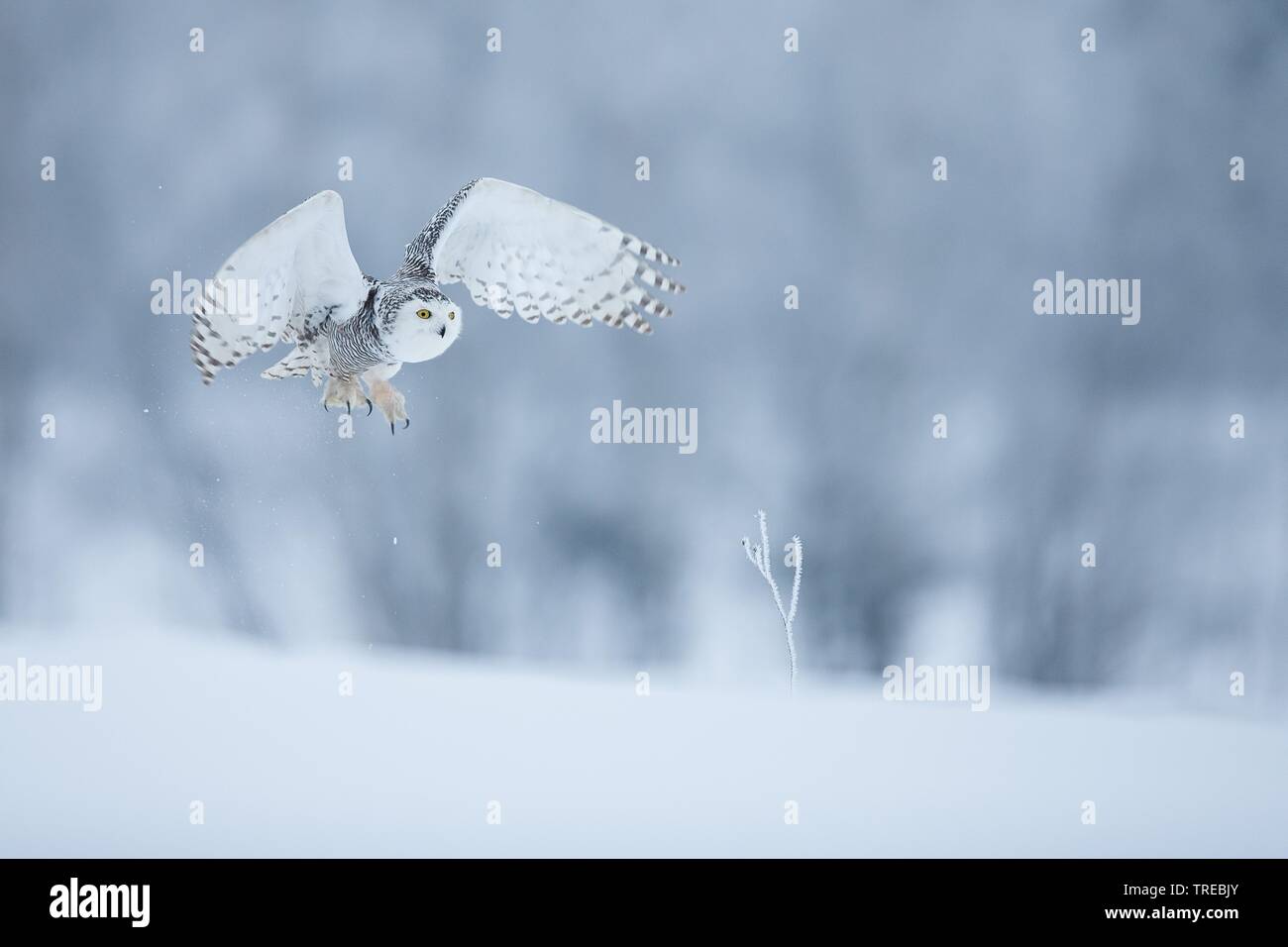 Snowy Owl (Strix scandiaca, Nyctea scandiaca, Bubo scandiacus), in ...