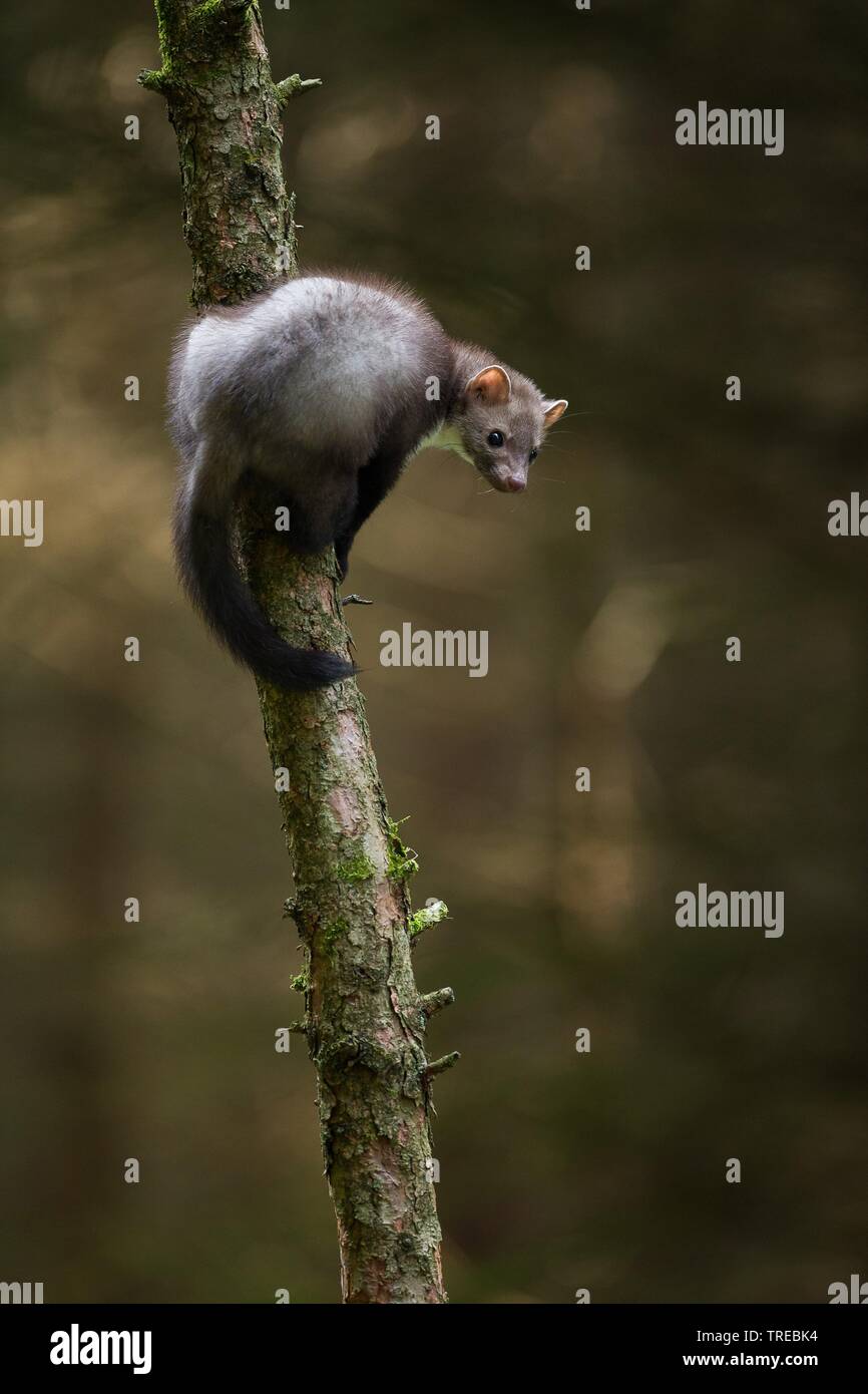 Beech marten, Stone marten, White breasted marten (Martes foina ...