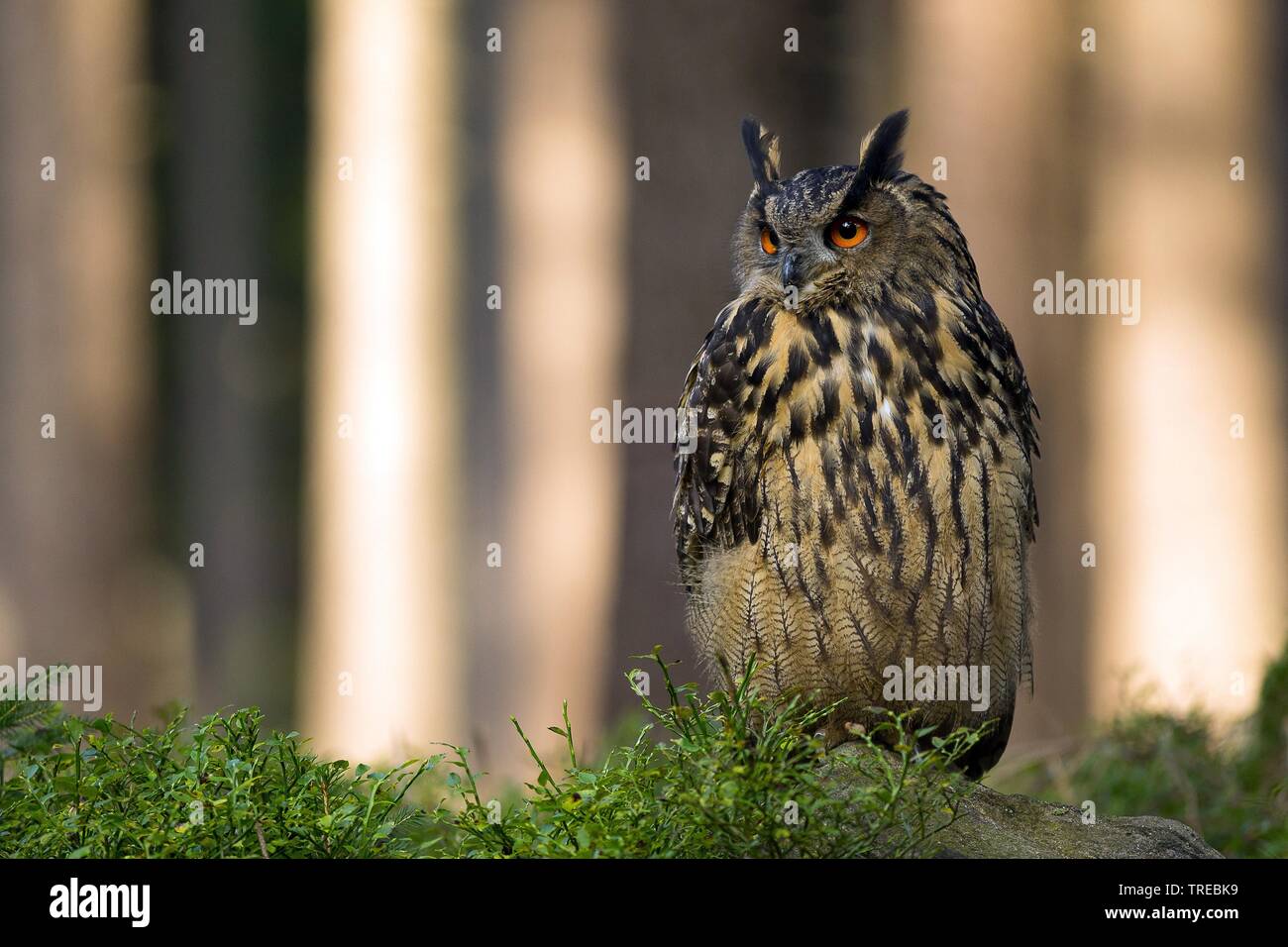 Buhos hi-res stock photography and images - Alamy