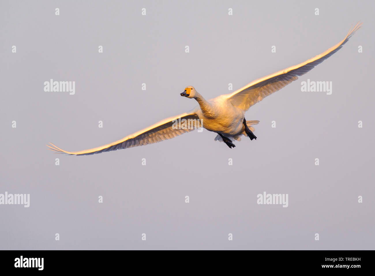 whooper swan (Cygnus cygnus), in flight, Germany, Lower Saxony Stock ...