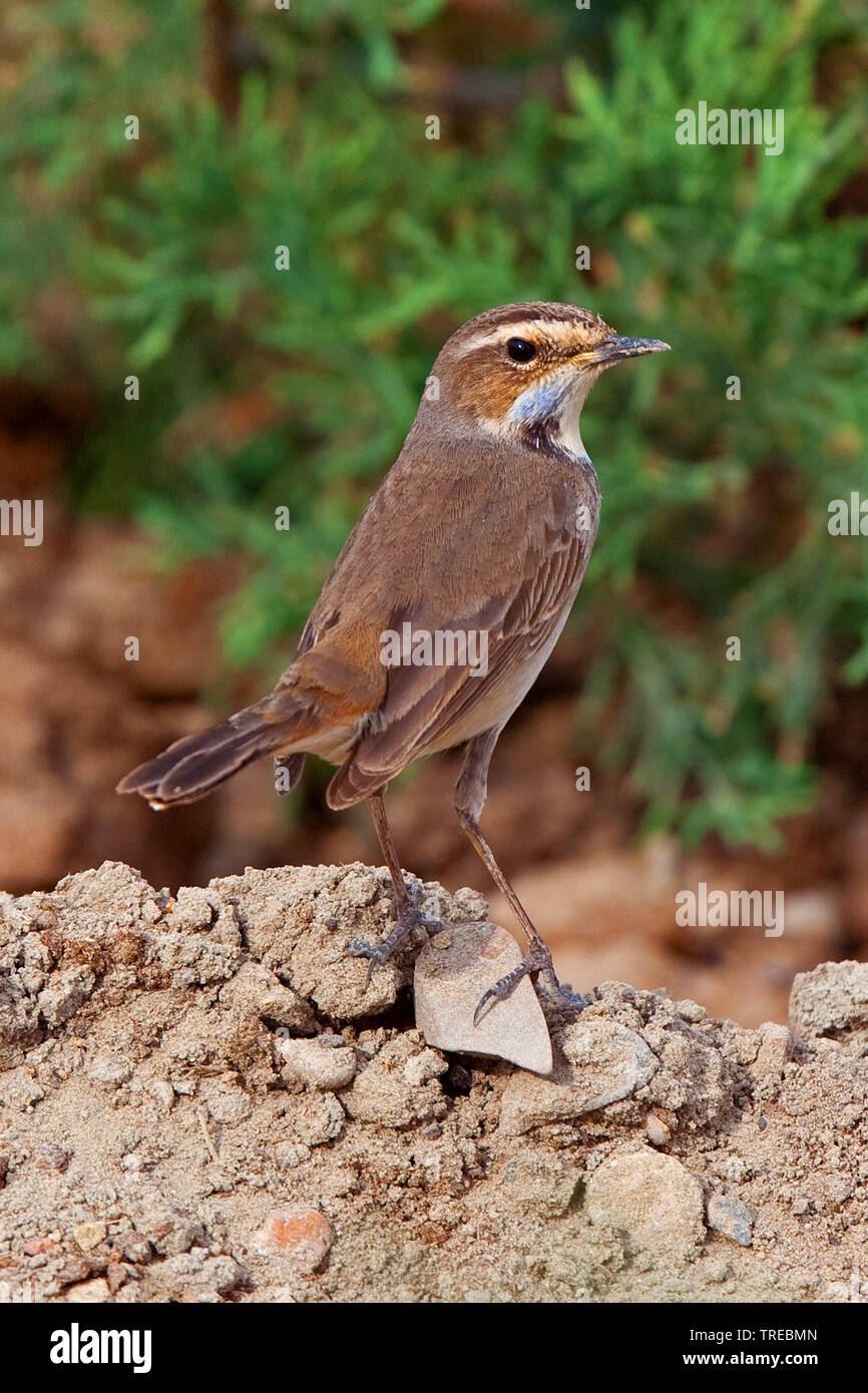bluethroat (Luscinia svecica svecica), female, Uzbekistan Stock Photo ...