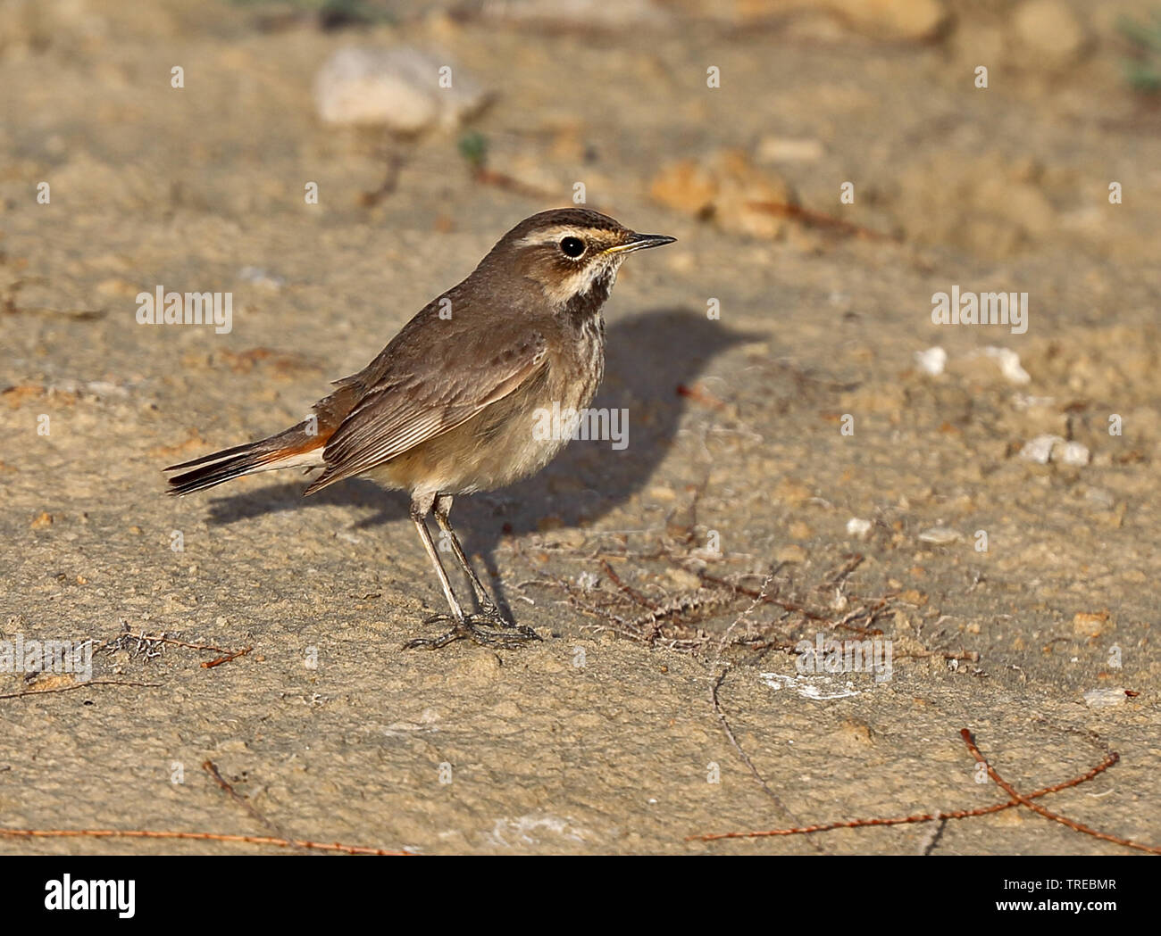 bluethroat (Luscinia svecica svecica), female, Uzbekistan Stock Photo ...