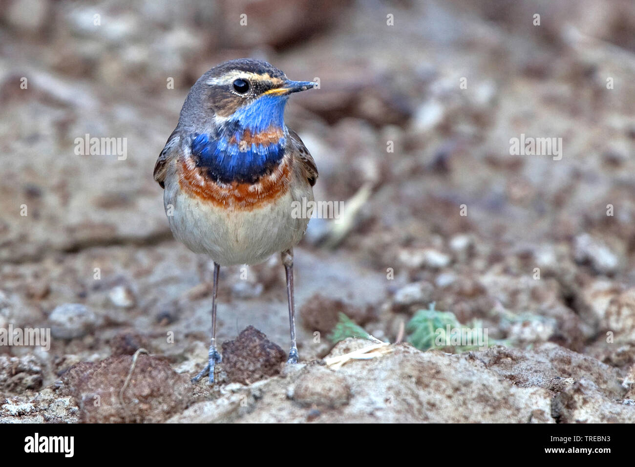 bluethroat (Luscinia svecica svecica), male, Uzbekistan Stock Photo - Alamy